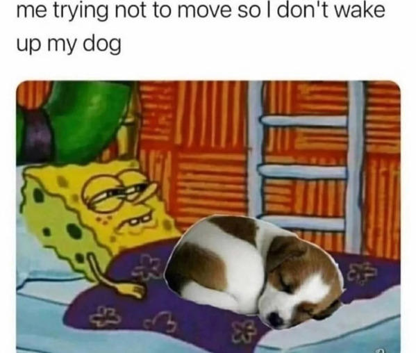 35+ Funny Dog Memes That’ll Have You Howling With Laughter (February 25 ...