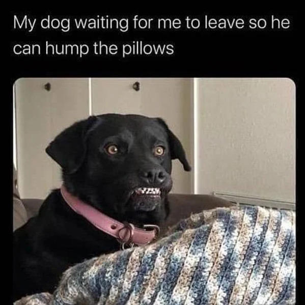 35+ Funny Dog Memes That’ll Have You Howling With Laughter (February 25 ...