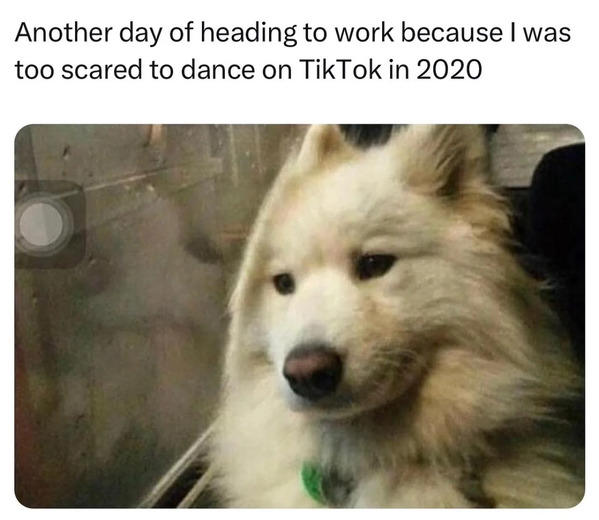 35+ Funny Dog Memes That’ll Have You Howling With Laughter (February 25, 2025)