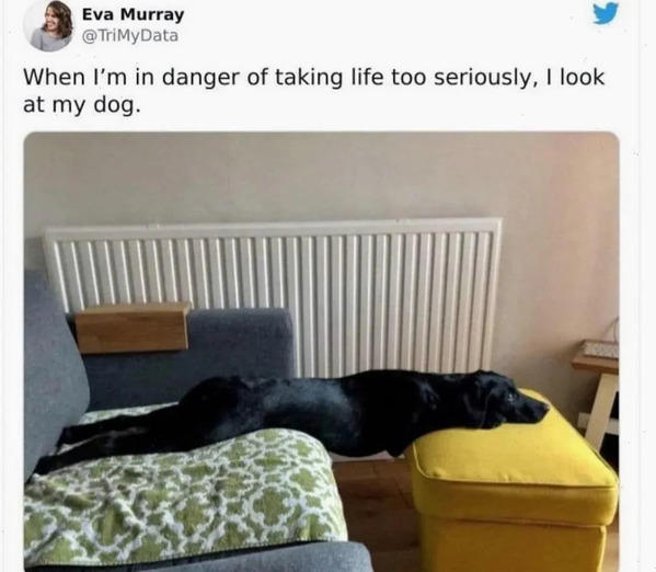 35+ Funny Dog Memes That’ll Have You Howling With Laughter (February 25 ...