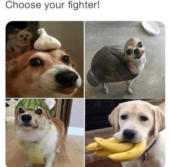 35+ Funny Dog Memes That’ll Have You Howling With Laughter (February 25 ...