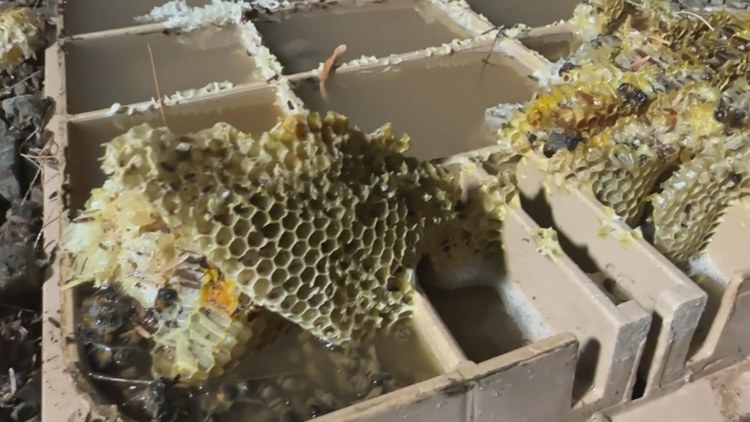 1 person hospitalized, 9 others stung after bee swarm attacks