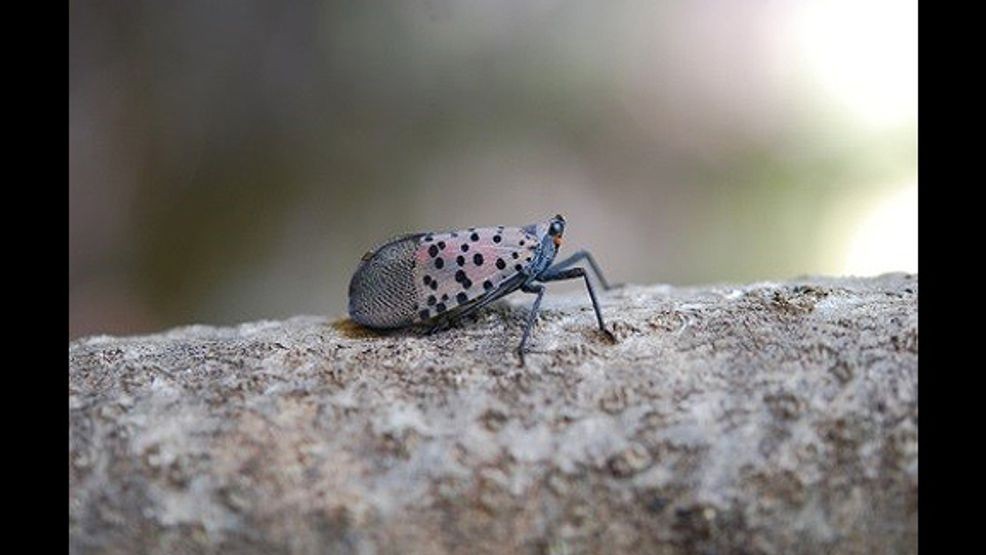 Invasive Species Week highlights Virginia's struggle with unwelcome ...