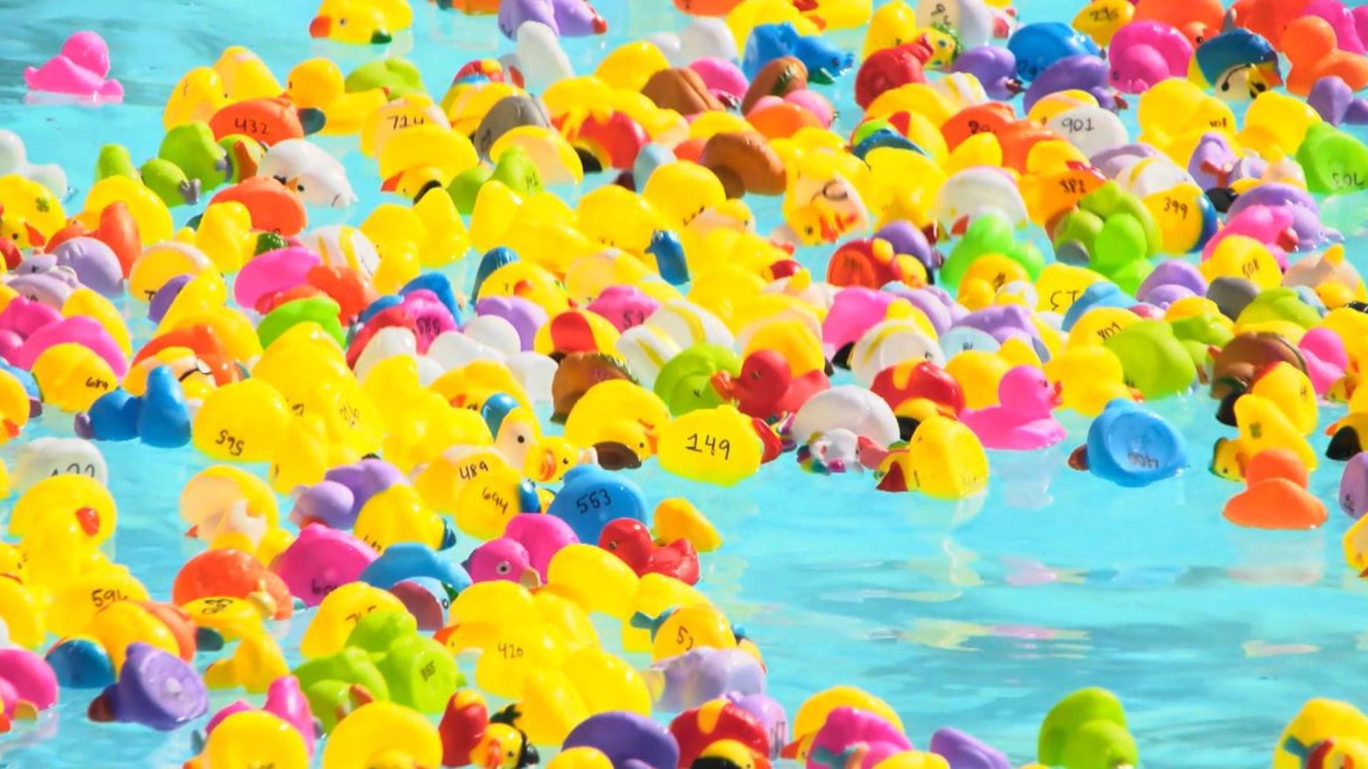 Beau Rivage Resort & Casino rubber duck race raises funds for local ...