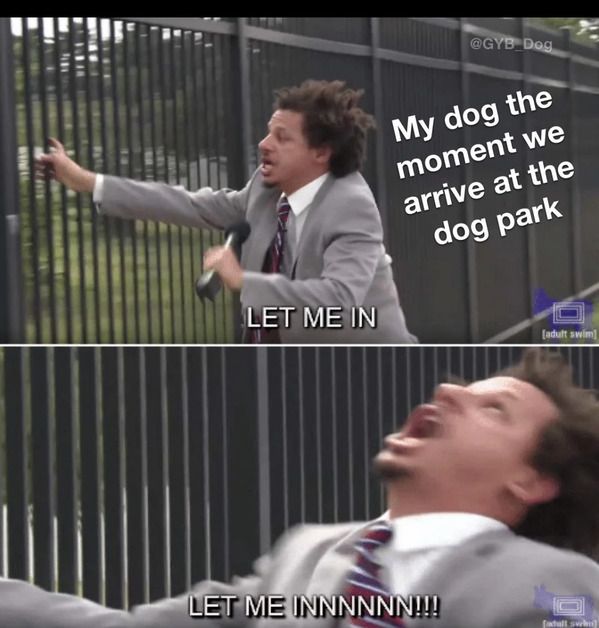 35+ Funny Dog Memes That’ll Have You Howling With Laughter (February 25 ...