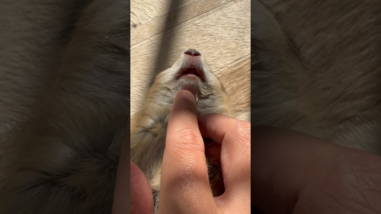 Prairie dog Poppy has a lazy Monday