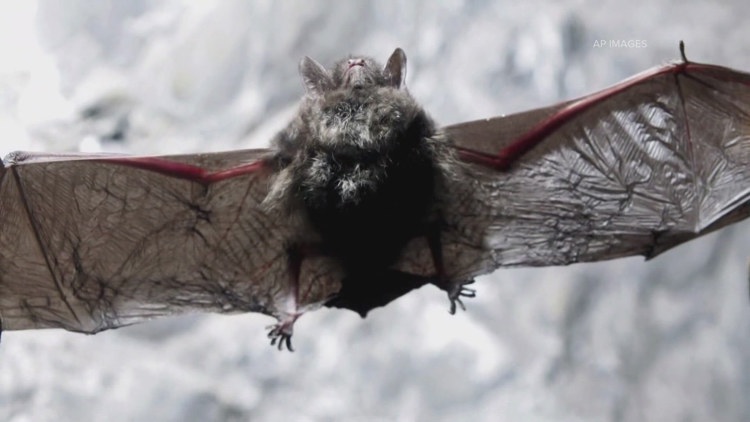 Deadly bat disease found in Arizona for first time