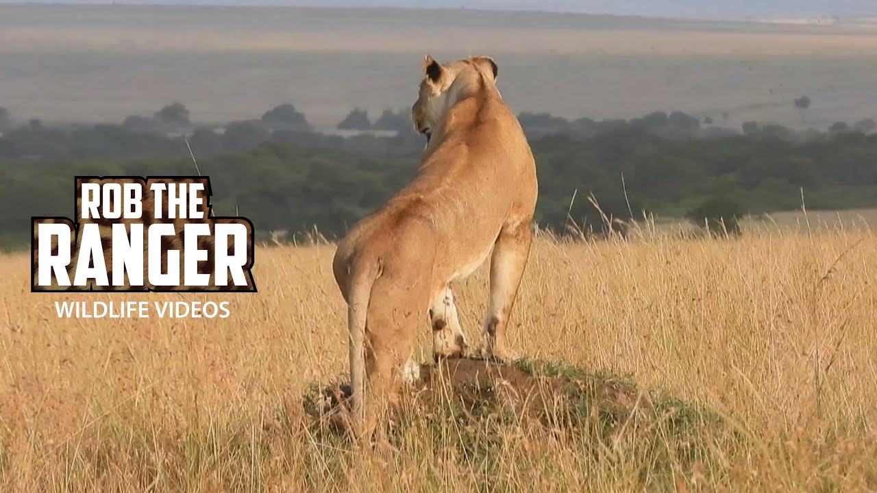 Lion pride marches through golden Maasai Mara sun