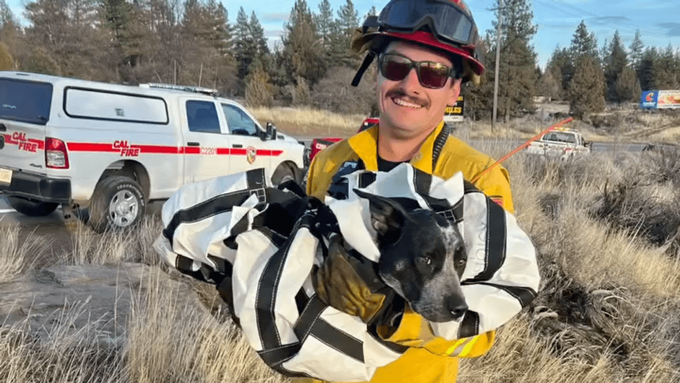 VIDEO: Stranded dog rescued from cliff ledge in Susanville