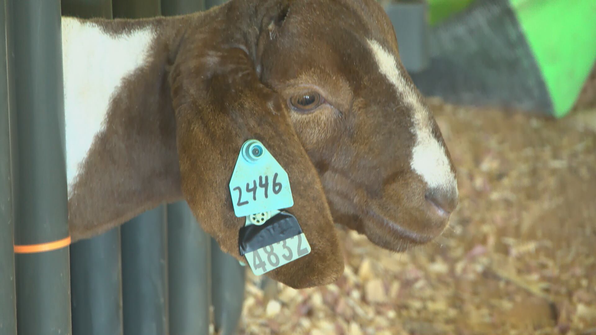 TELS brings more fun for young handlers with goat and lamb showcases