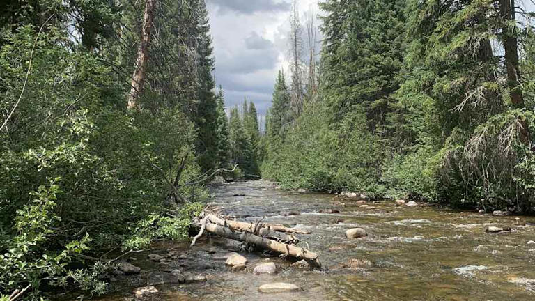 Reading a Trout Stream: A Beginner’s Guide to Finding Fish