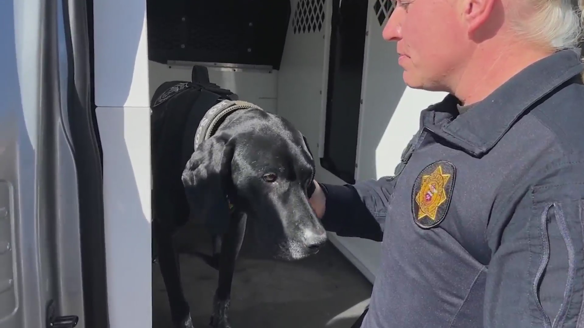 CSP bomb dogs demonstrate their seeking ability