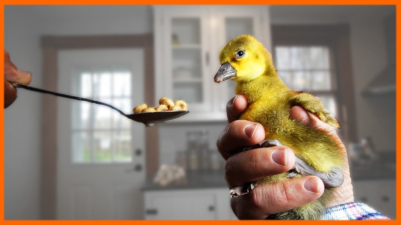 My gosling refuses to eat his breakfast cereal