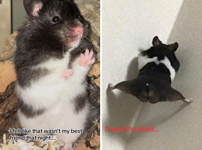 That wasn’t my best friend, it was the devil: 30 hilarious pets being ...