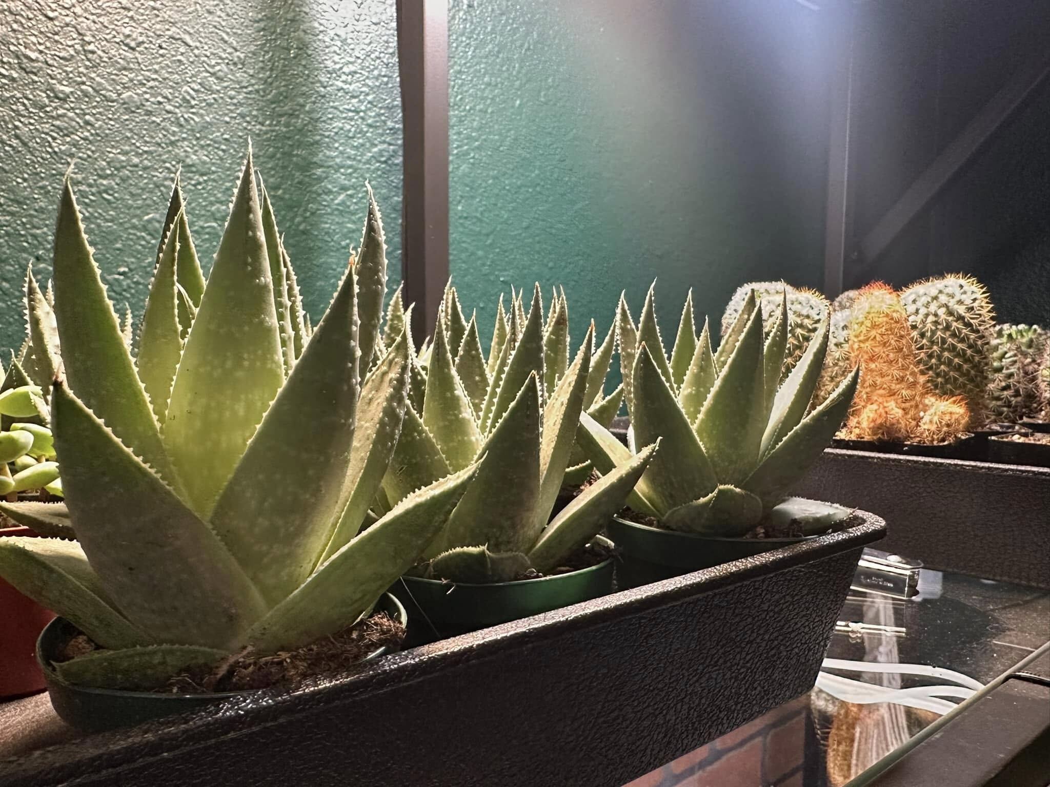 Roots Plant Craft in Amarillo helps educate customers on home plants