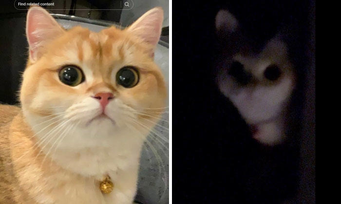 That wasn’t my best friend, it was the devil: 30 hilarious pets being ...