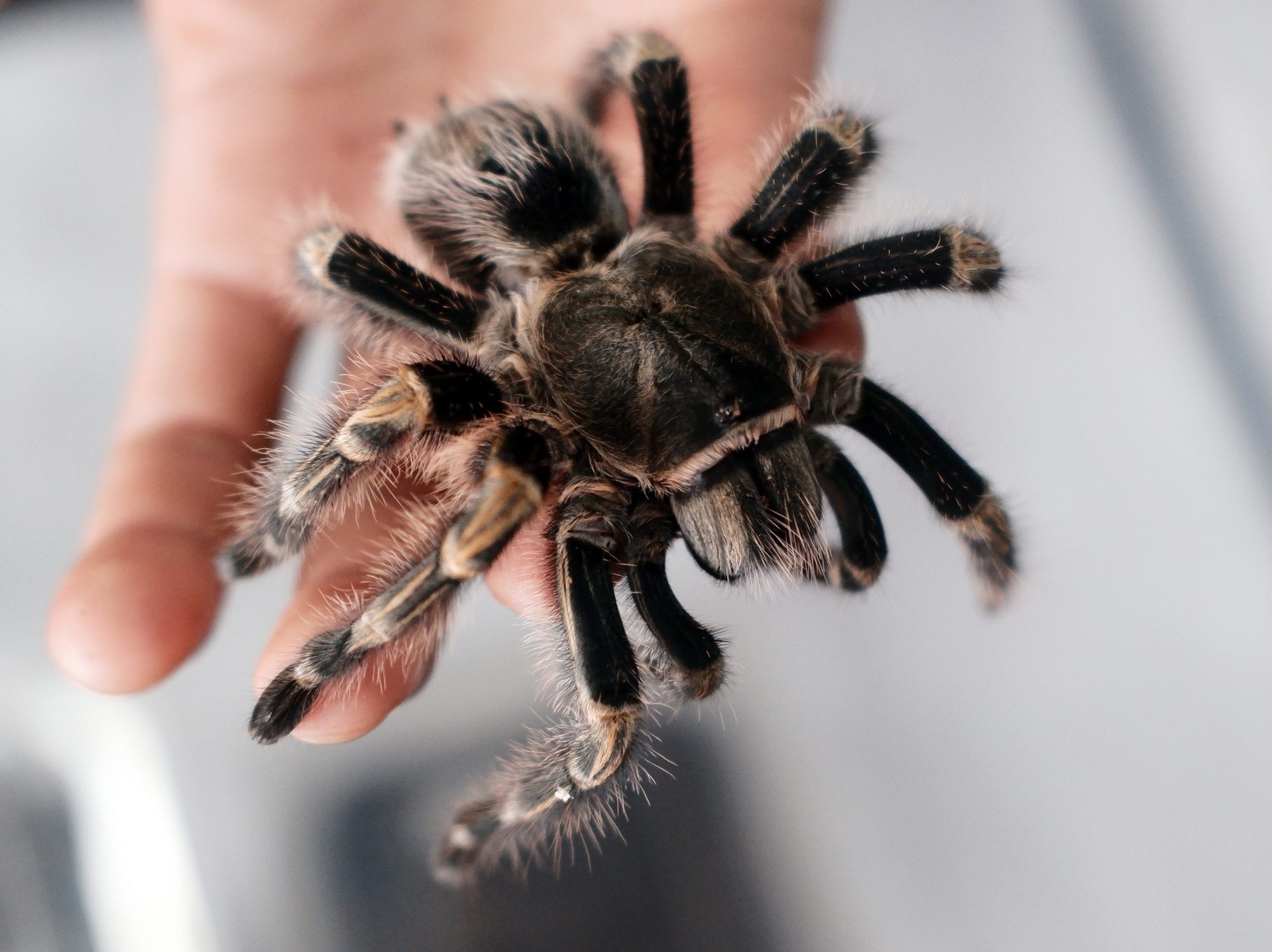 Pilot allergic to spiders bitten during flight to Spain by stowaway ...