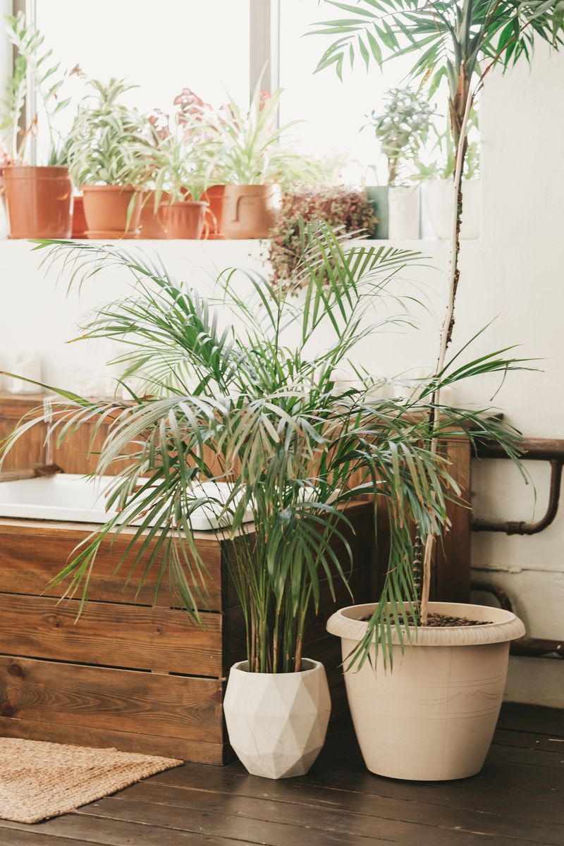 10 indoor palm plants that’ll turn any room into a tropical escape