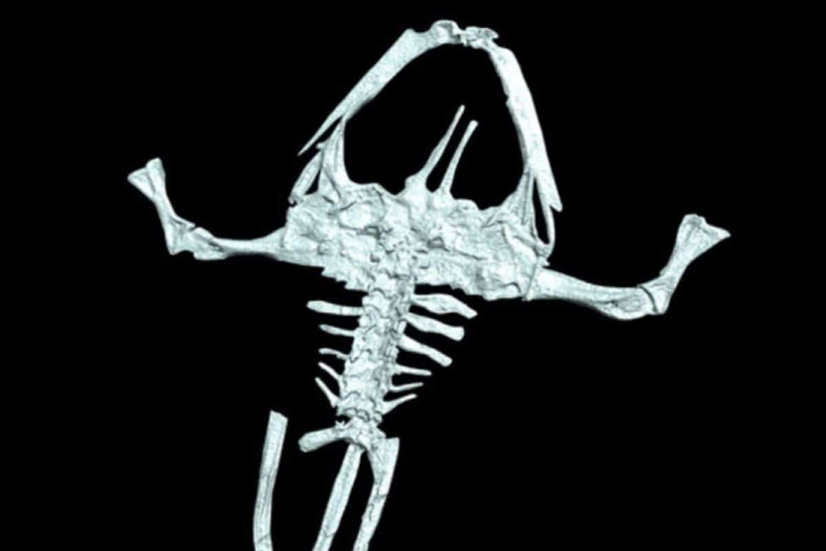 Ancient Frog Fossil Found with Belly Full of Eggs