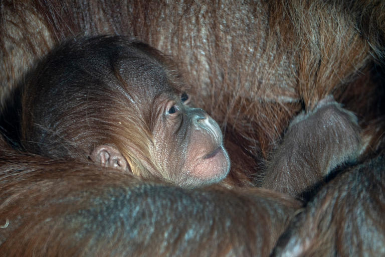 Baby orangutan makes early arrival at Indianapolis Zoo, surprising keepers