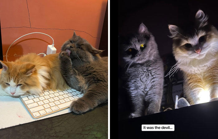 That wasn’t my best friend, it was the devil: 30 hilarious pets being ...