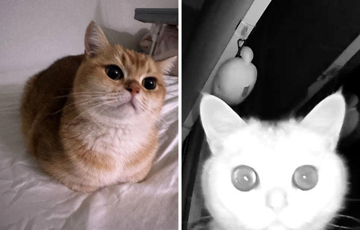 That wasn’t my best friend, it was the devil: 30 hilarious pets being ...