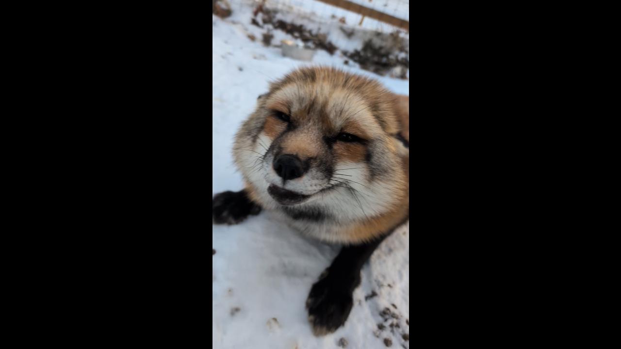 Sweet Pet Fox Asks For Back Scratches