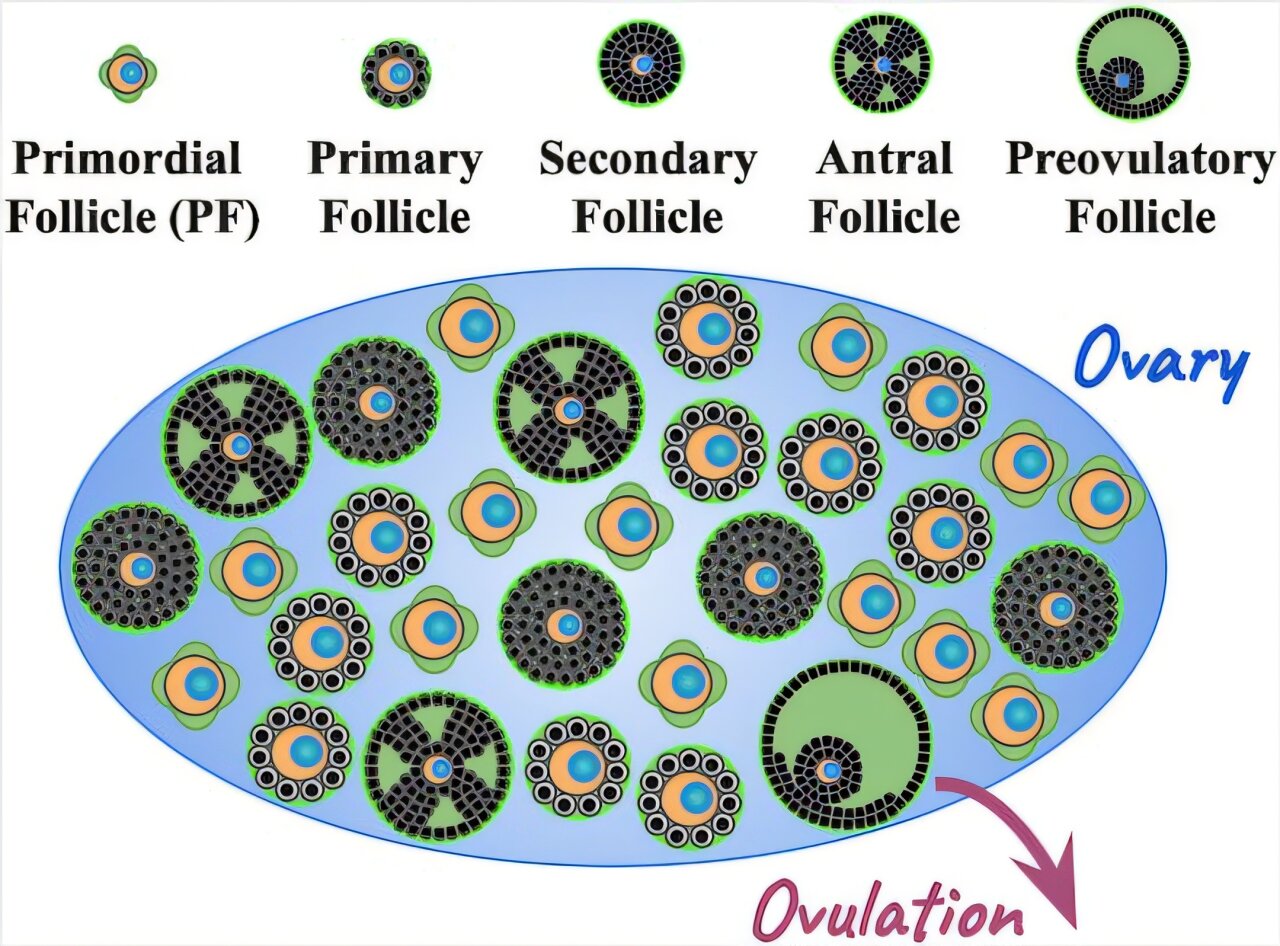 Model explains menopause timing, shedding light on ovarian aging and ...