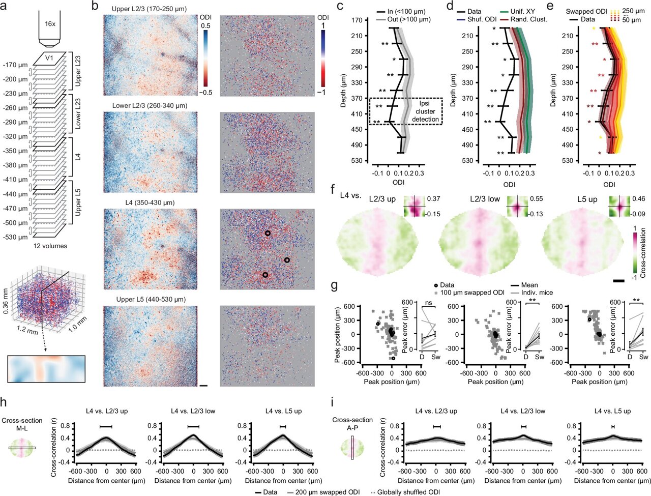 Neurons That Process Stimuli From The Same Eye Form Clusters In The Mouse Visual Cortex
