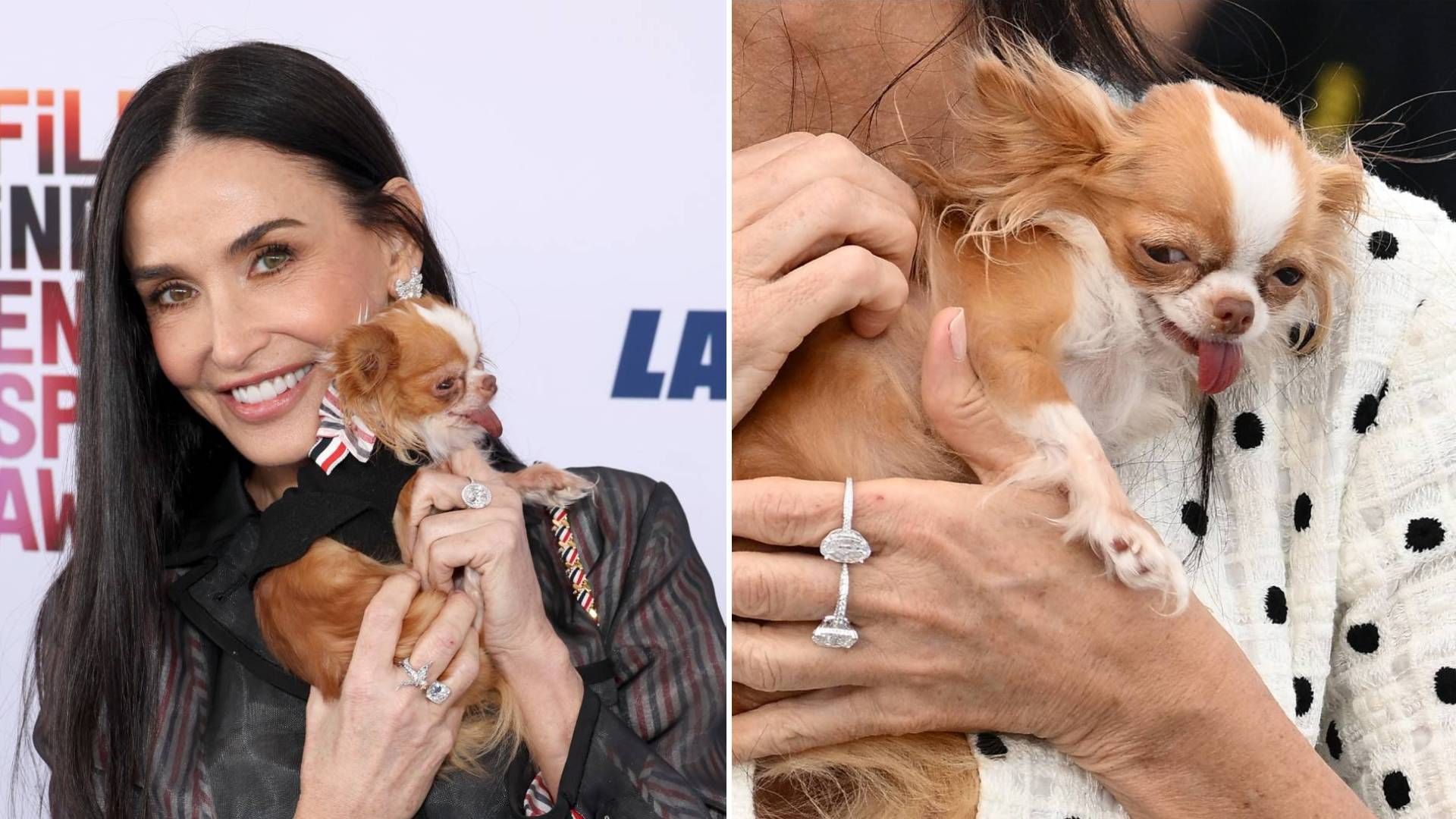 Demi Moore's tiny dog Pilaf's most star-studded moments in photos