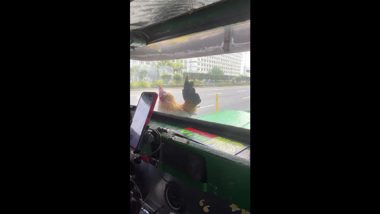 Chicken Finds New Way To Cross Road