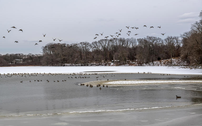 BIRD FLU IN NJ: Multiple parks remain closed after dead geese test positive