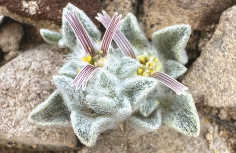 New ‘wooly devil’ plant species discovered in Texas national park