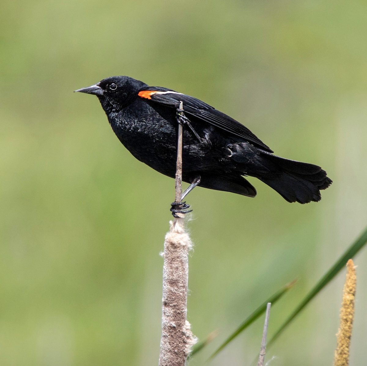 Meet the red-winged blackbird