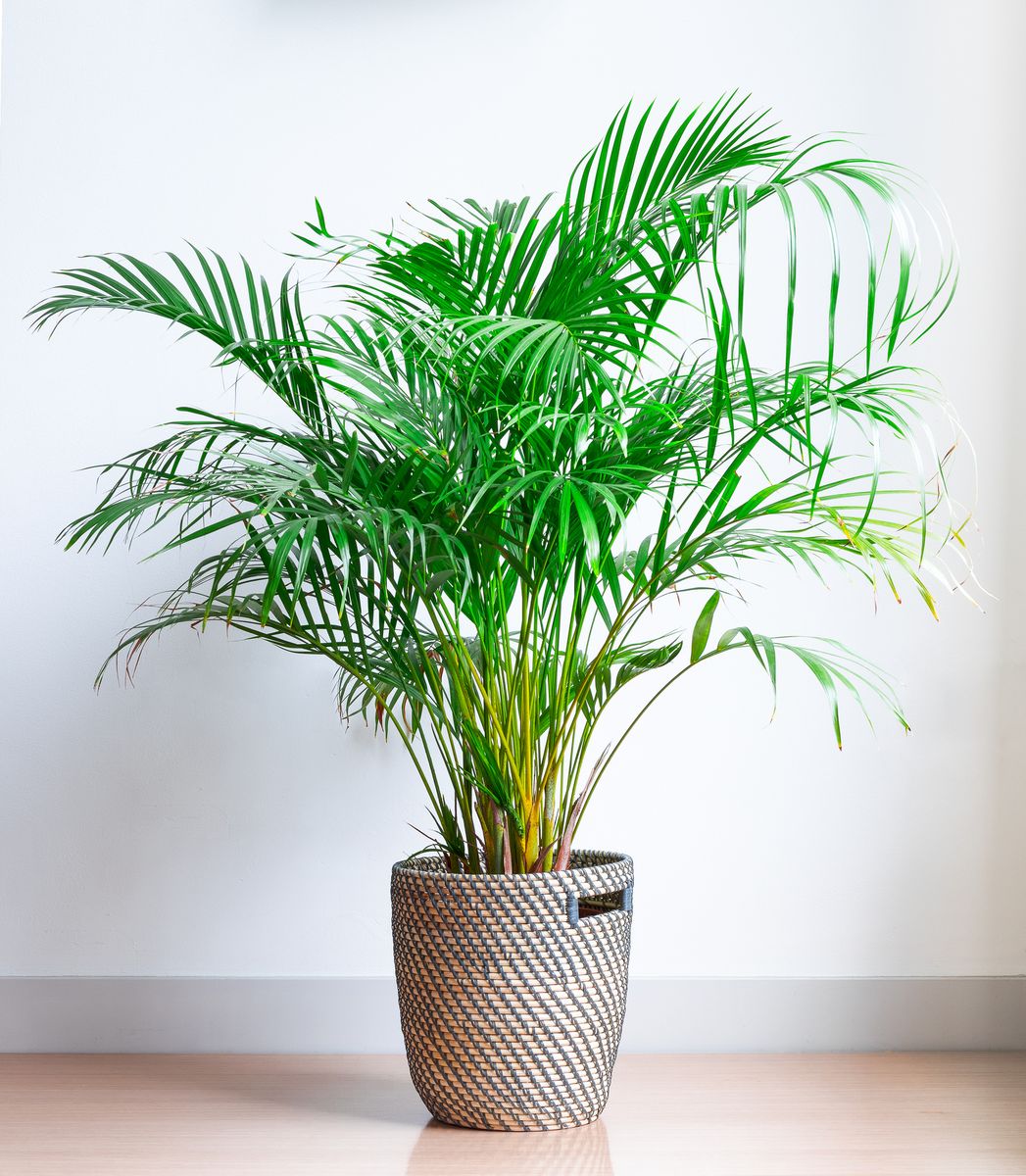 10 indoor palm plants that’ll turn any room into a tropical escape