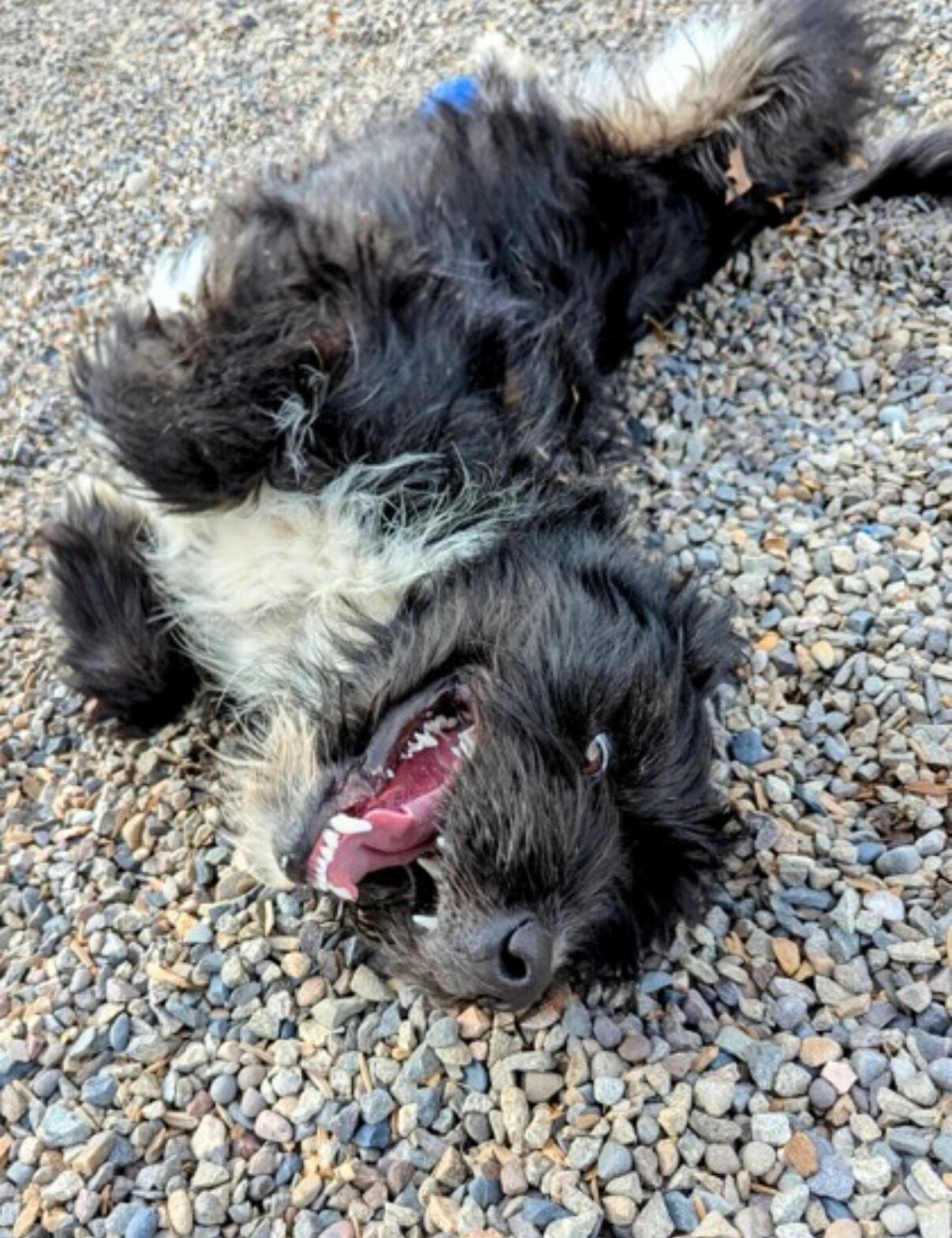 Fable the dog looks for forever home