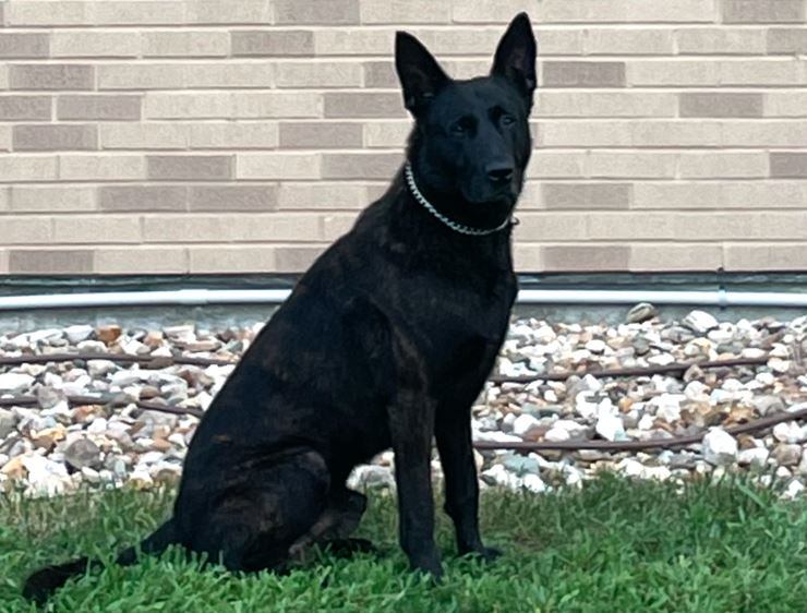 UPDATE: Missing police K9 found dead