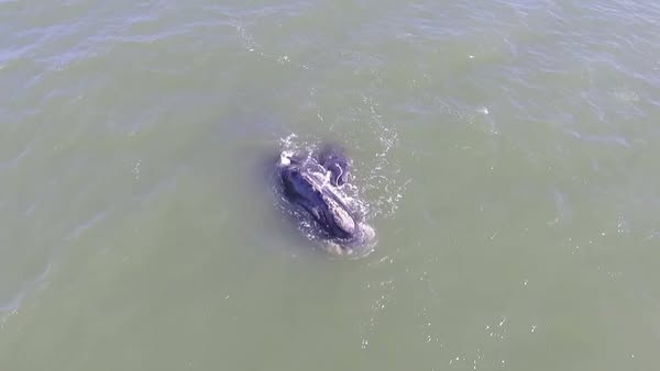 Endangered right whale mom 'Platypus' spotted with second calf 'Cashew ...