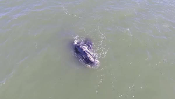 Endangered right whale mom 'Platypus' spotted with second calf 'Cashew ...