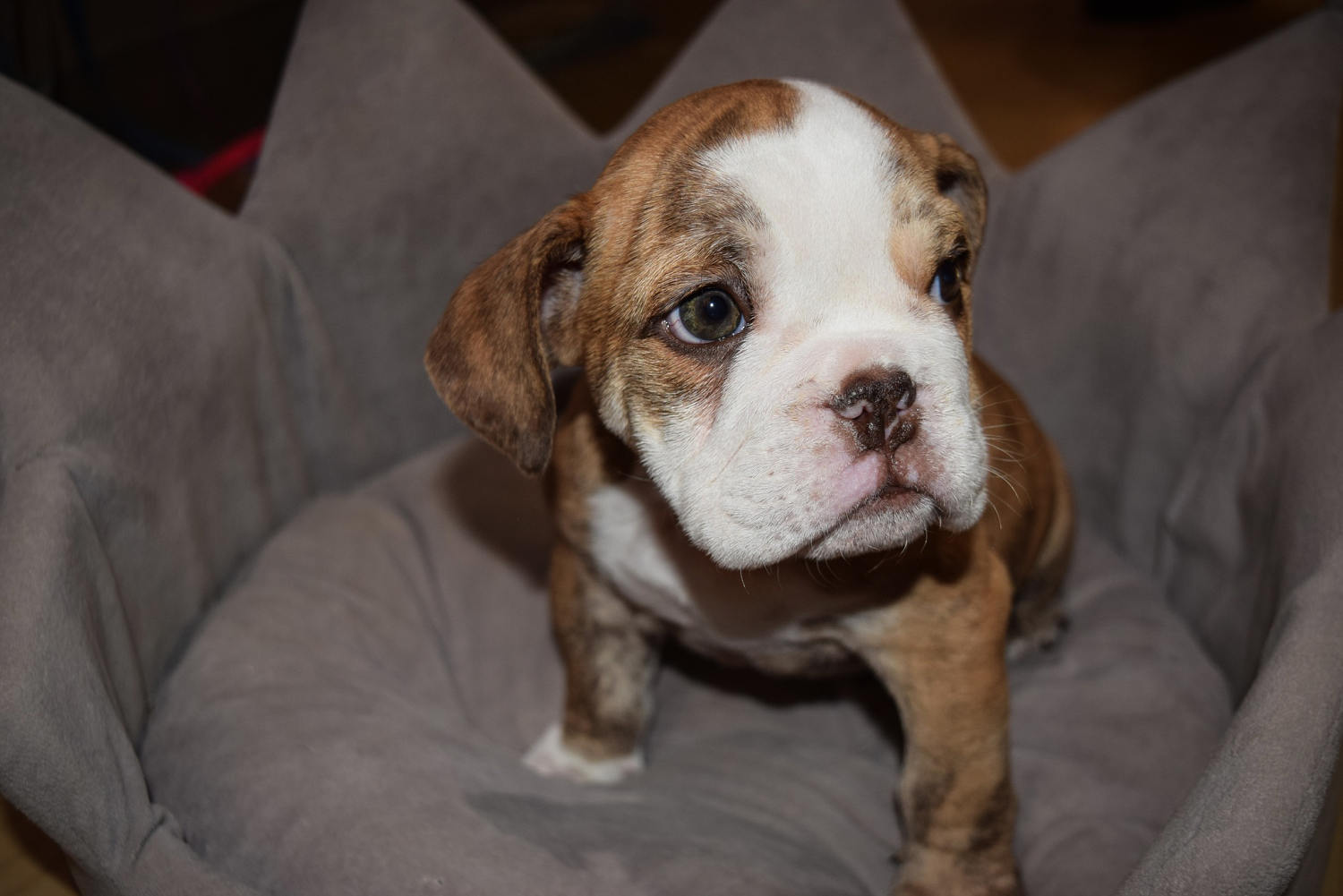 Bulldog puppy stolen in fake seizure heist is found and returned to ...