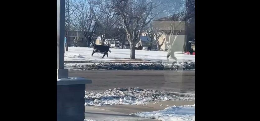 Cow chase in Brookings goes viral