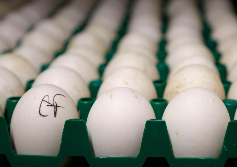 Long Island farm hatches thousands of new chicks after culling nearly ...