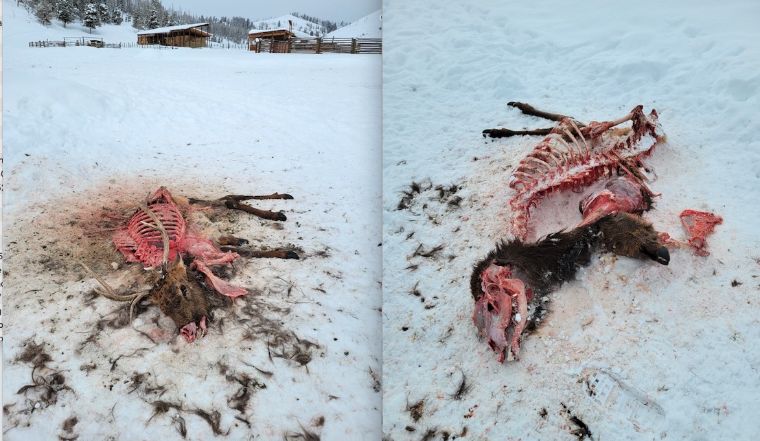 CWD 'epidemic' emerging at Wyoming elk feedground in the Hoback Basin
