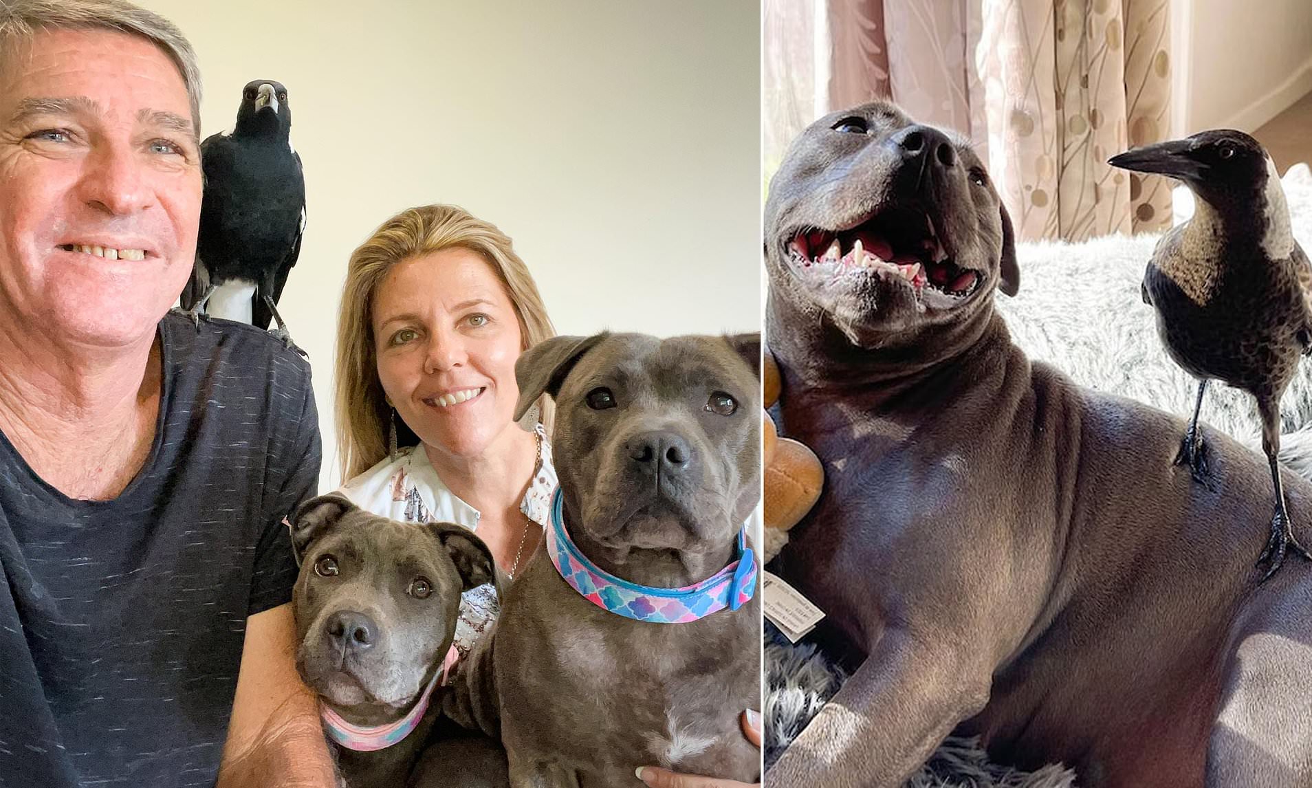 Huge update on 'Molly the Magpie' after he was taken from owners