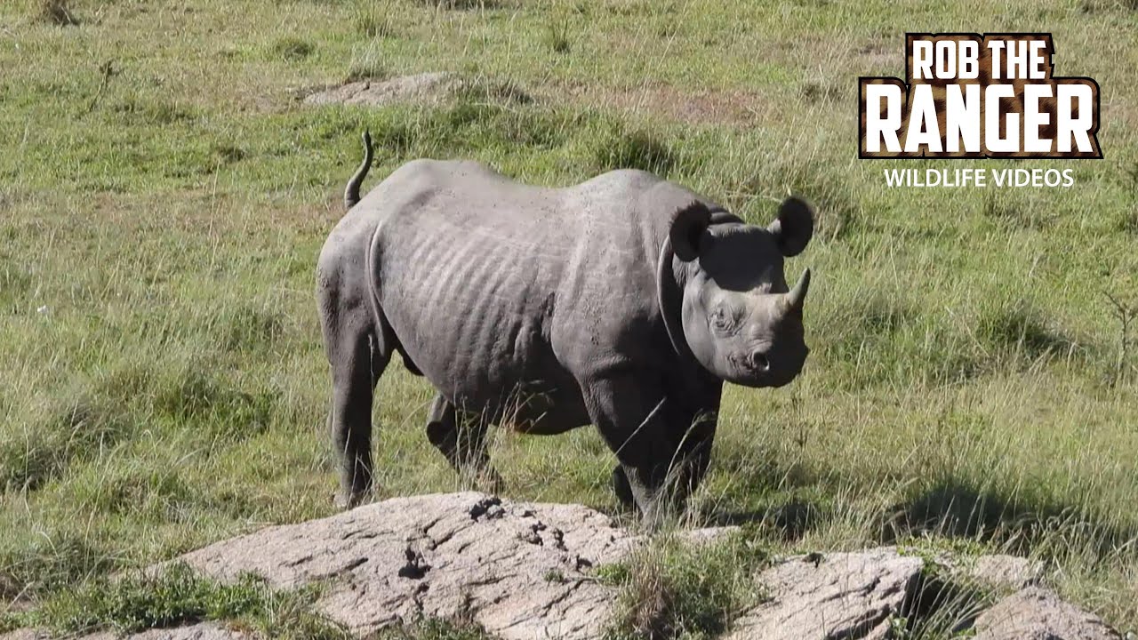 Witness a rare black rhino charging through the Maasai Mara plains