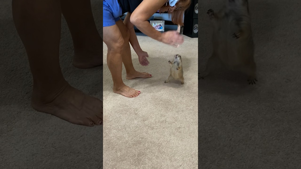 Prairie dog reacts cautiously to meeting grandma