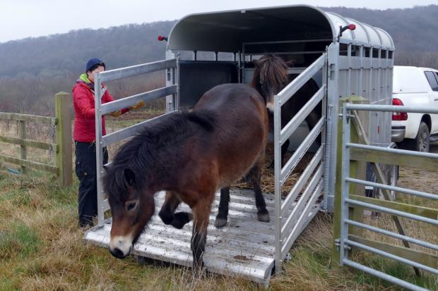Four Exmoor ponies arrive at Brighouse nature reserve in recovery plan