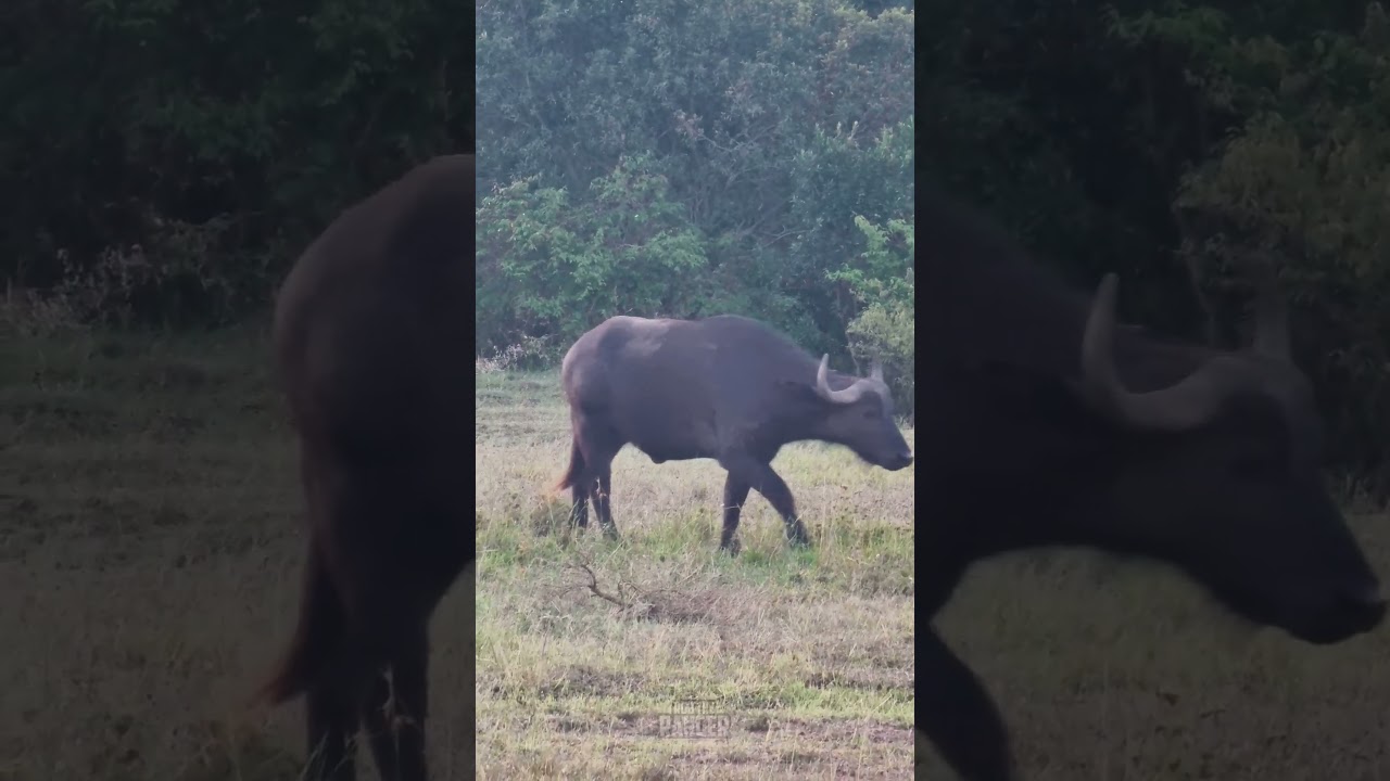 Predator senses watchful eyes in thrilling Mara encounter