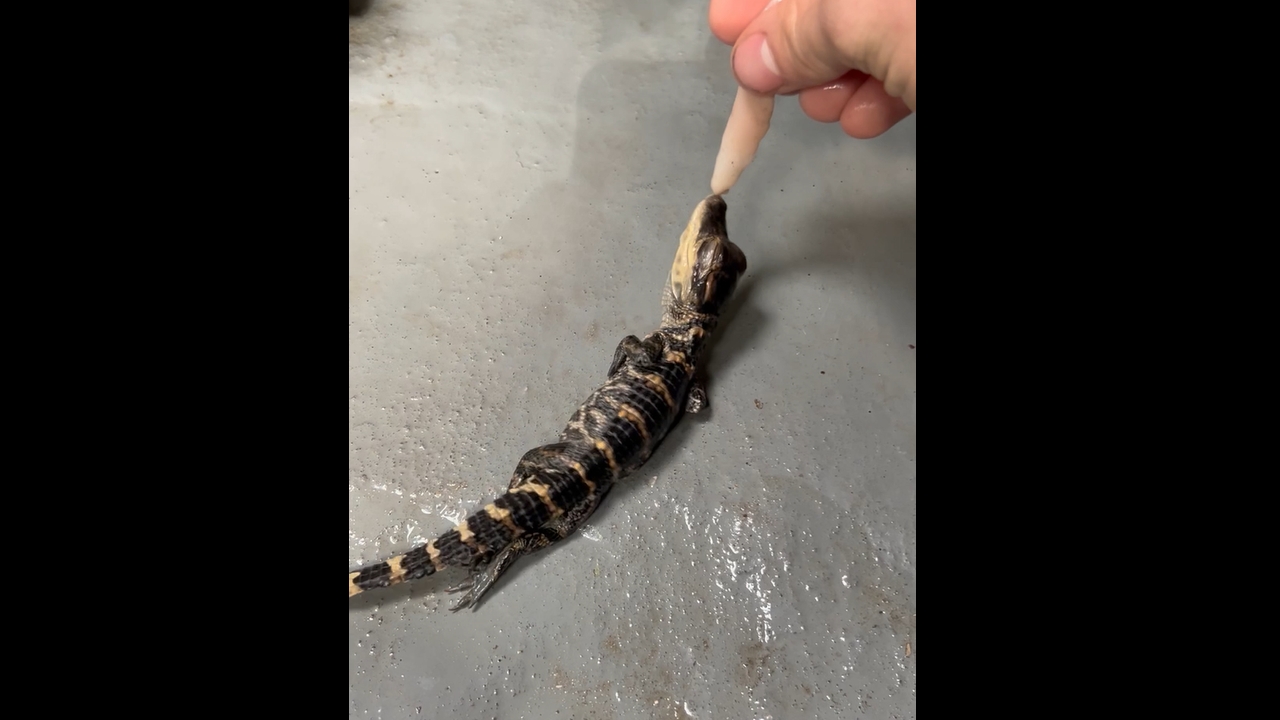 Alligator hatchling death rolls while biting meat in Tarpon Springs, USA