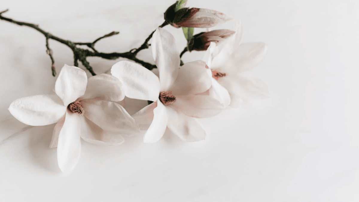 Discover the health benefits of magnolia tea